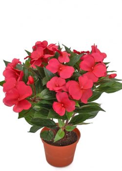 Dracena, konstgjord krukväxt